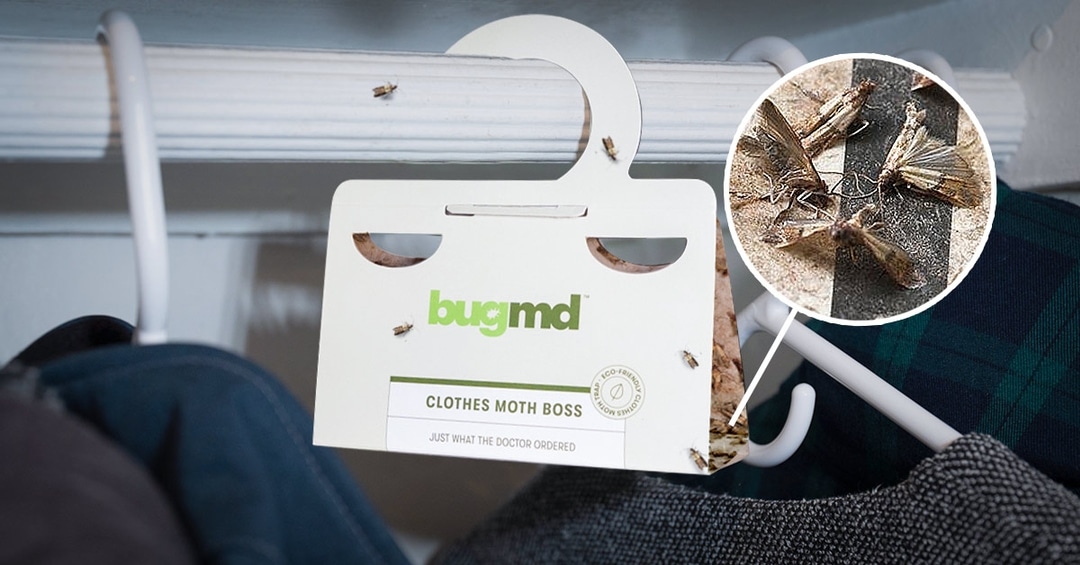 Bug MD Clothes Moth