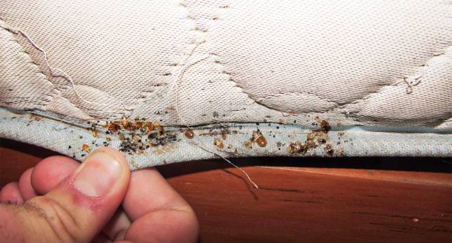 BugMD: Essential Pest Control