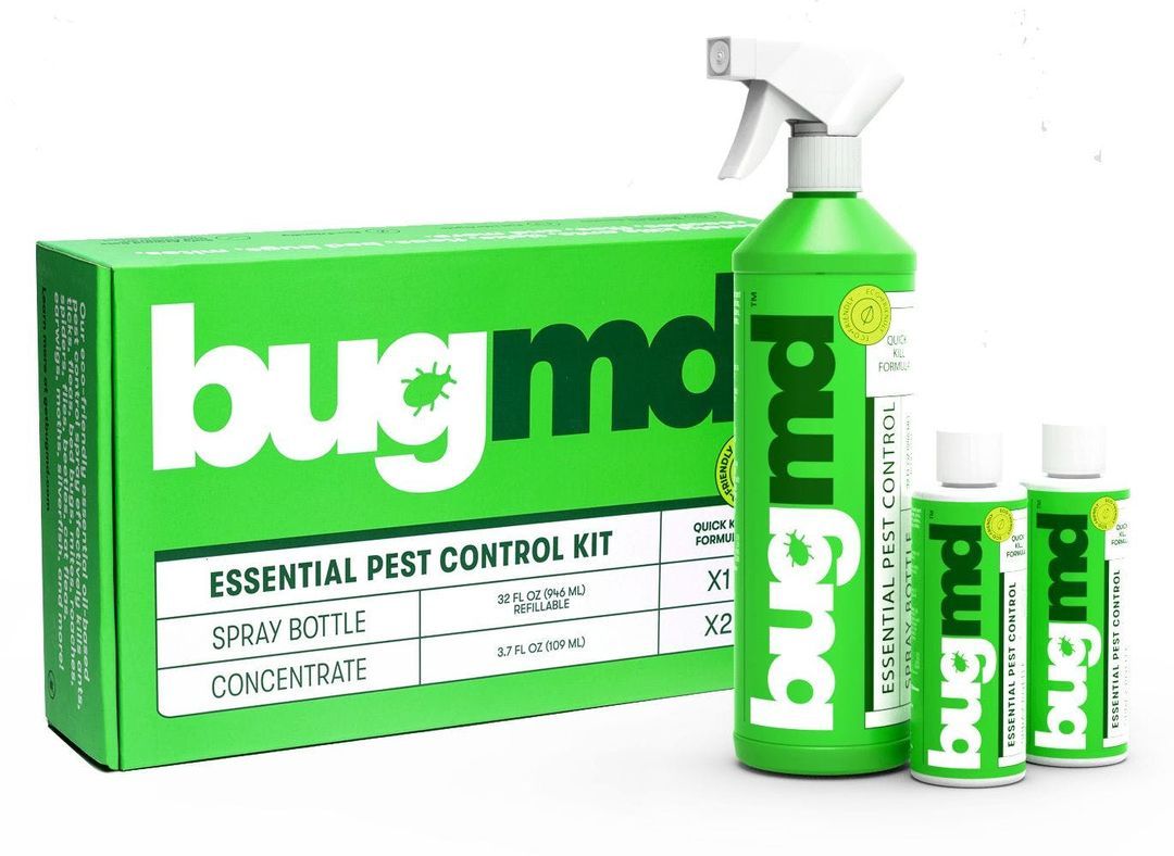 “I Woke Up Covered In Bed Bugs” How this Dad Eradicated a Disgusting ...